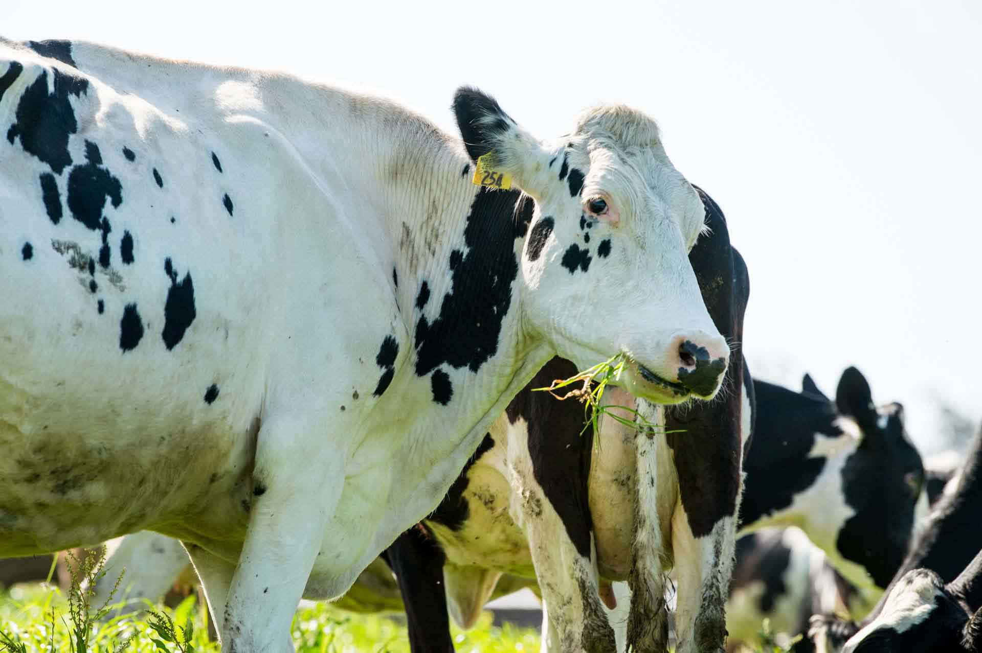 Silacci Dairy - Straus Family Creamery
