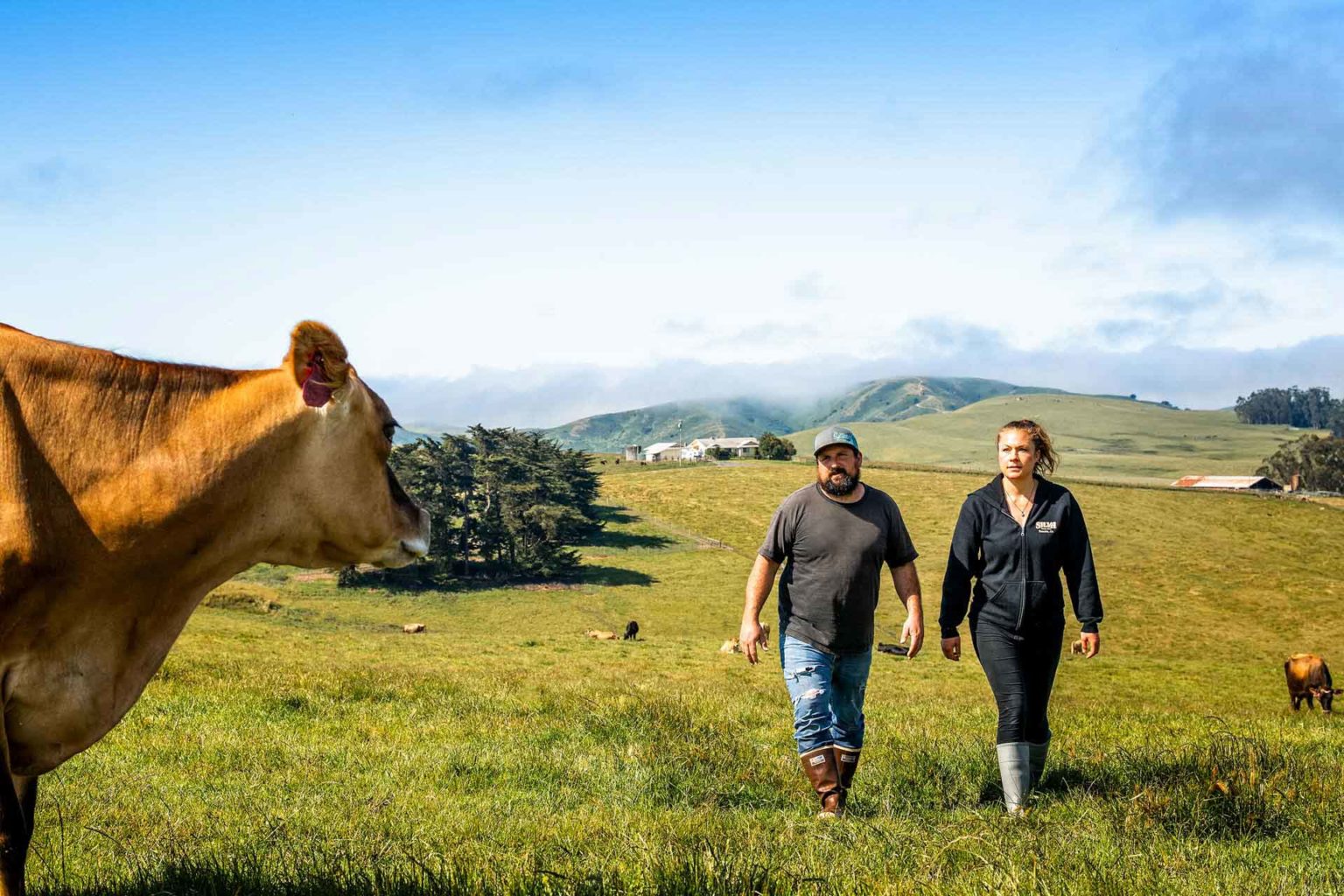 Celebrating 3 New West Marin Dairy Farms - Straus Family Creamery