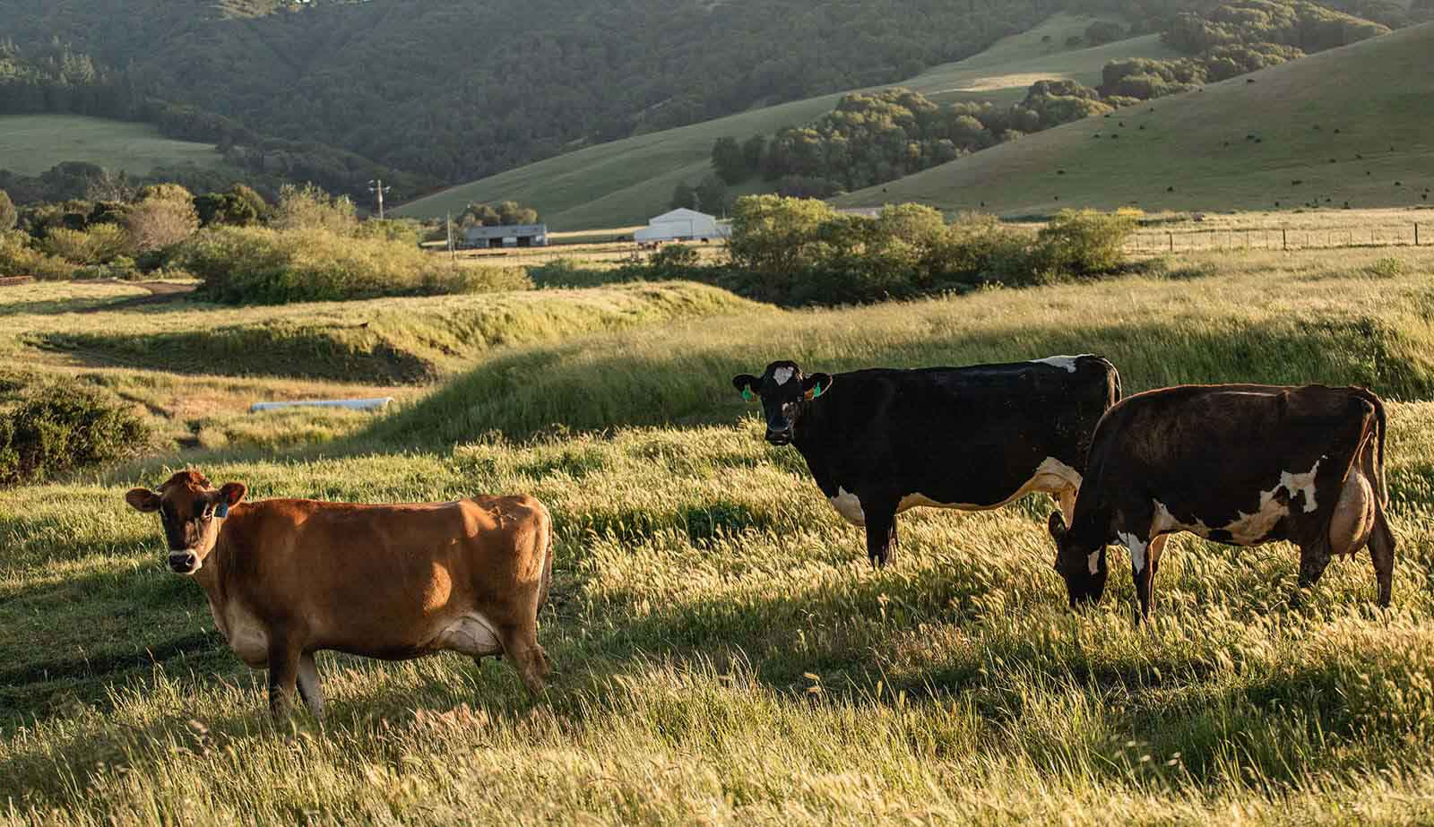 JJ’s Family Dairy - Straus Family Creamery
