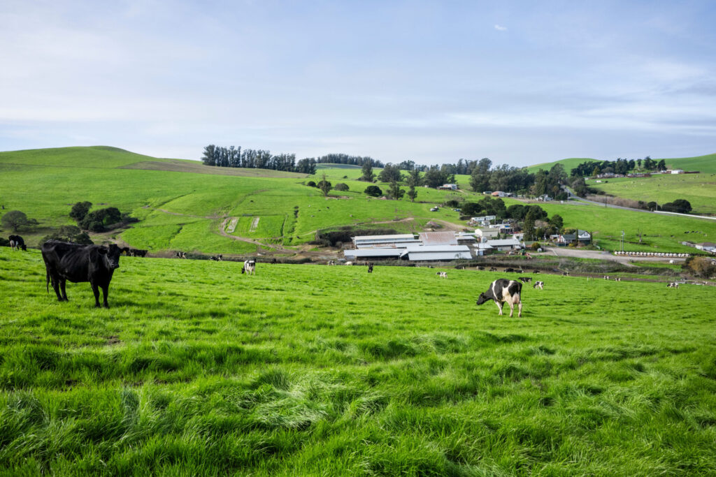 Farms Archive - Straus Family Creamery