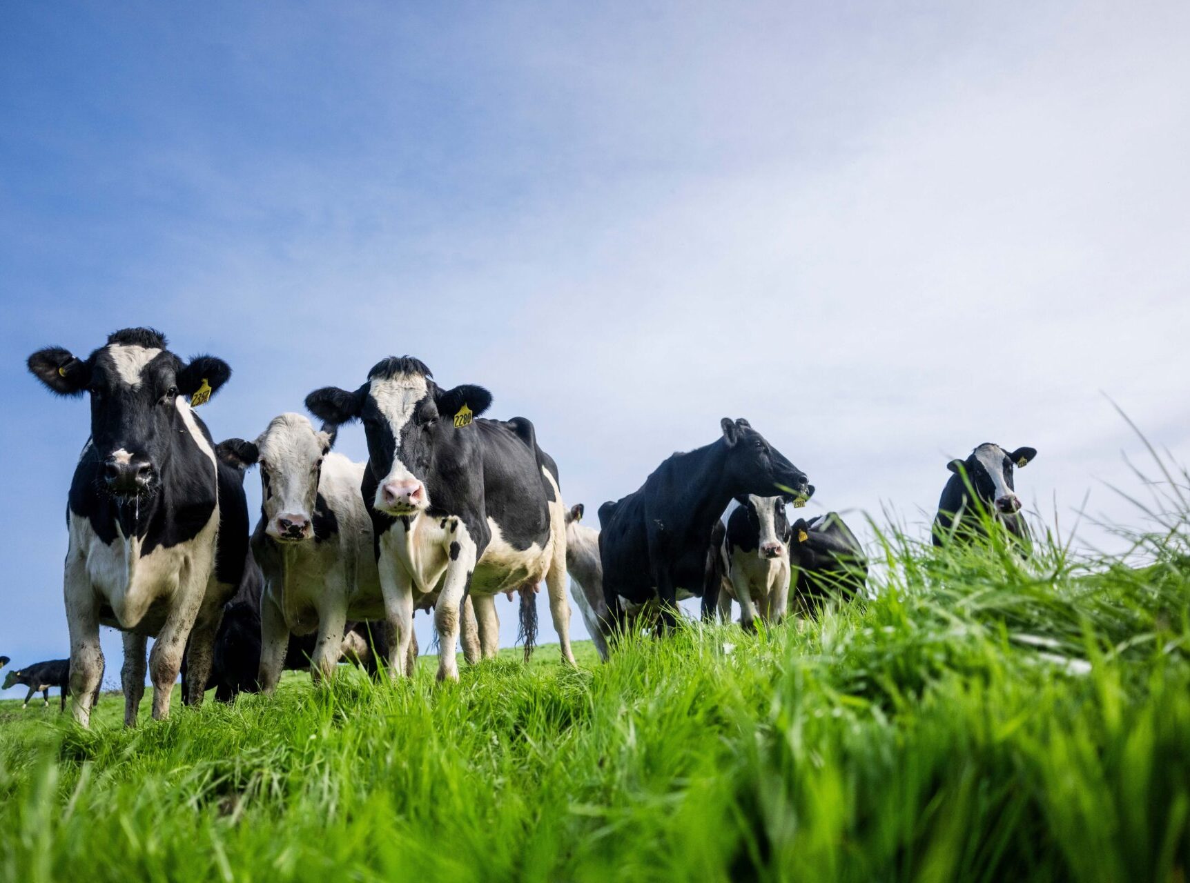 Nosecchi Family Dairy - Straus Family Creamery